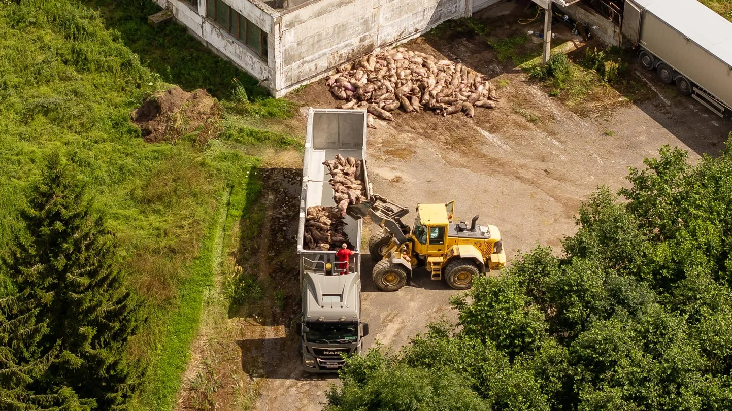 Seakatk niidab kohalikul lihatööstusel jalad alt