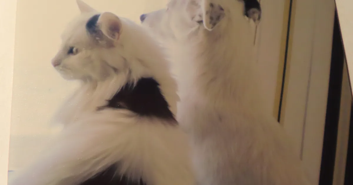 VAHVAD FOTOD Hämmastavalt sarnase välimusega kass ja koer näevad välja ...