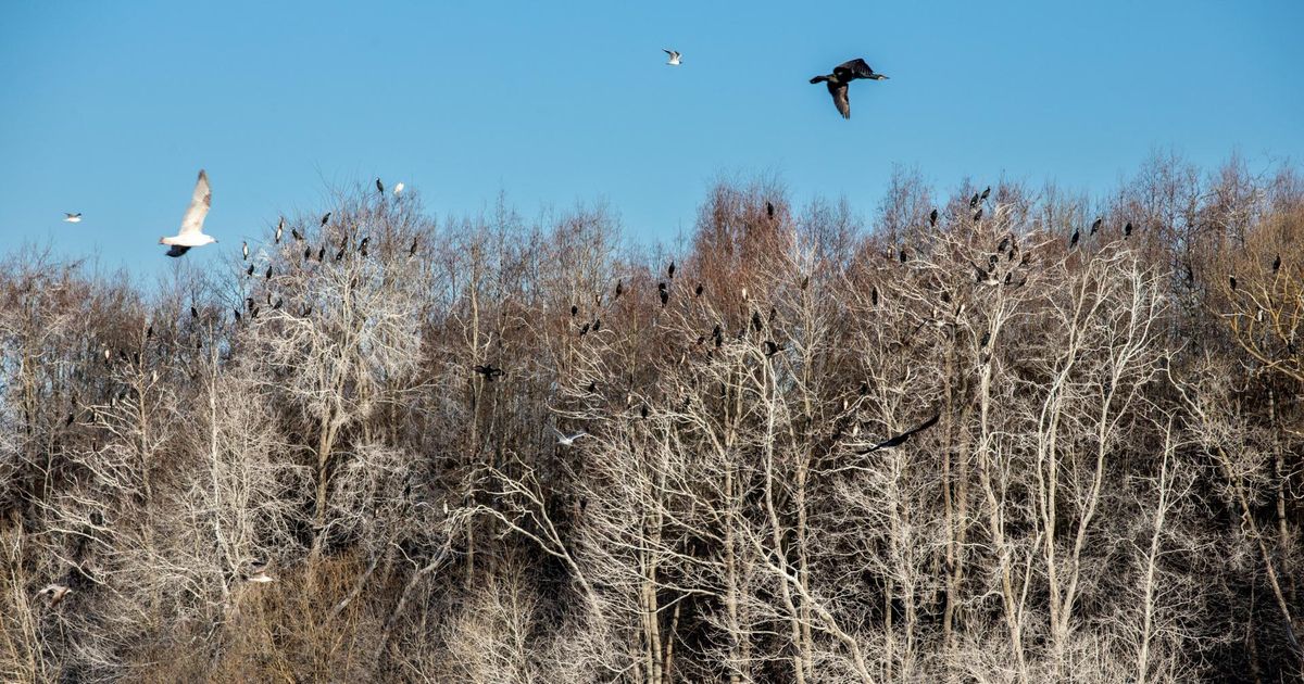 Kormoranid võtavad võimu