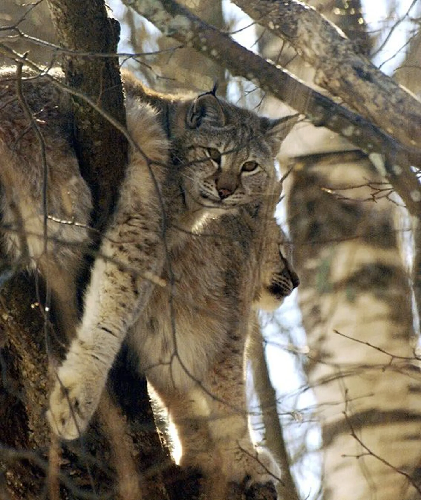 Eesti ilvesed leiavad uue kodu Poolas