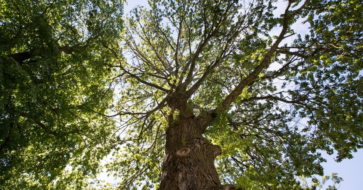 Papli all võeti vastu suuri otsuseid