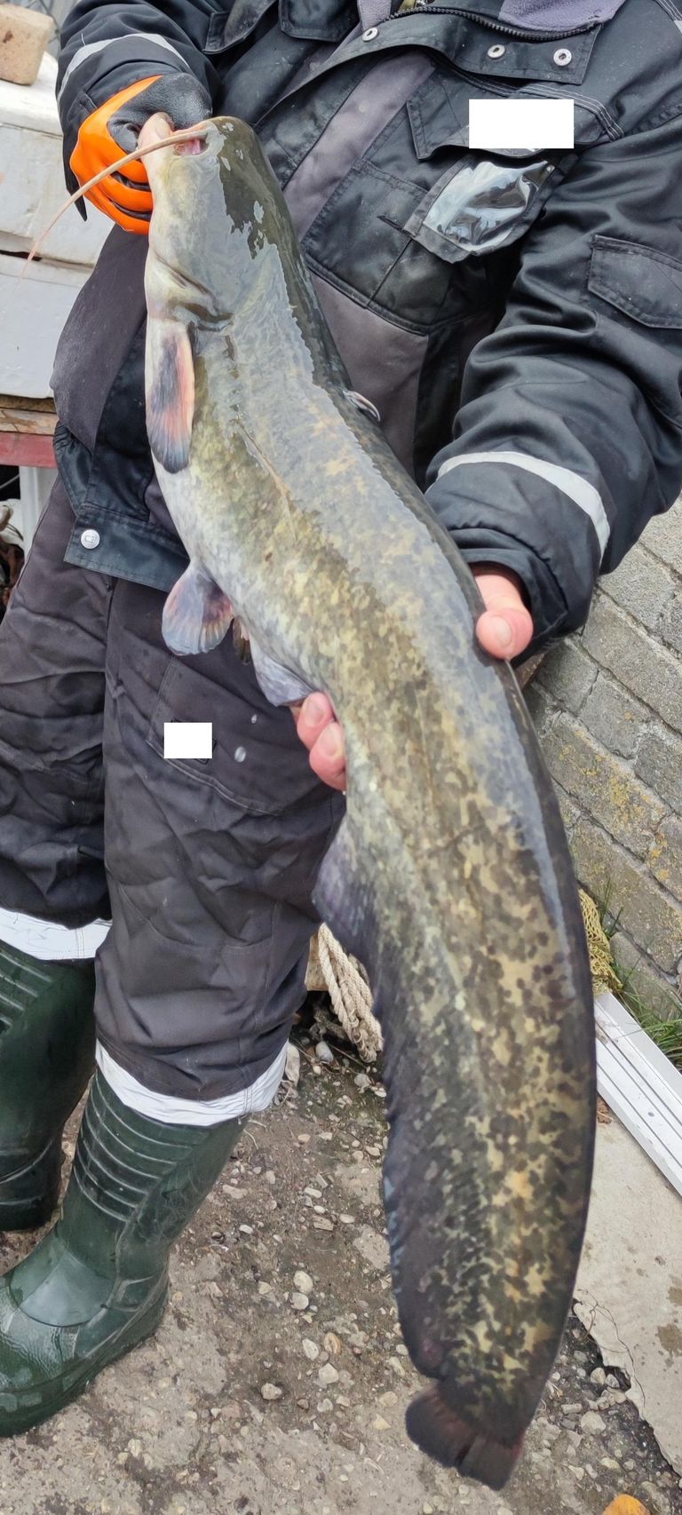 TIPP-25 Suur maalihe, läbi seina põrutanud üle linna Vinski, Kanaküla ...