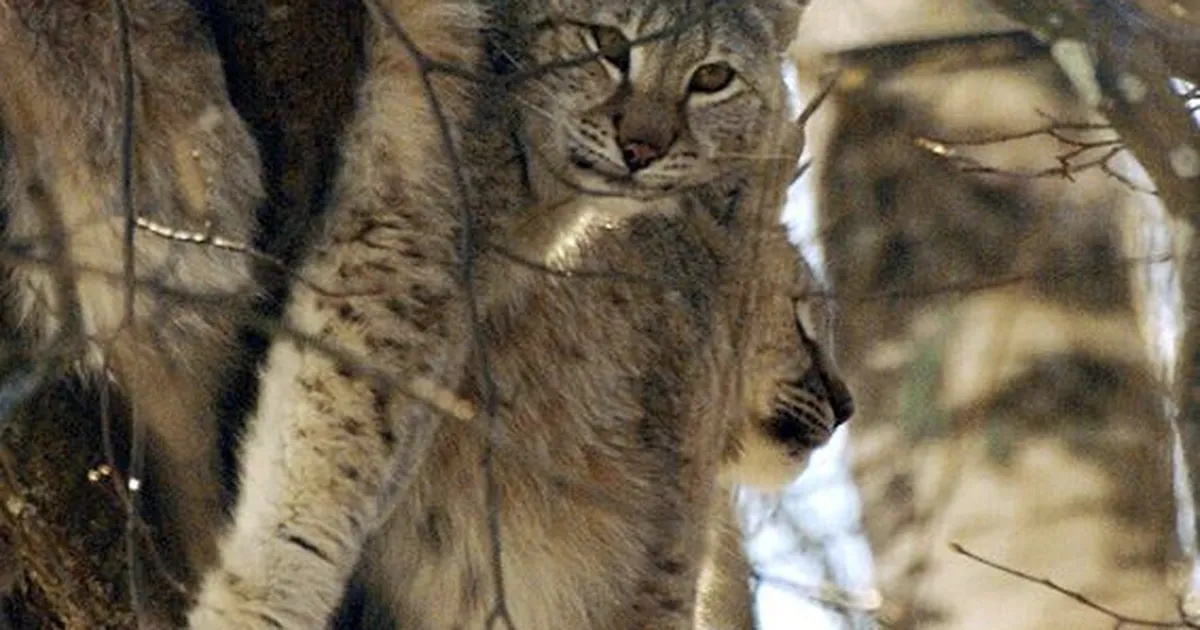 Eesti ilvesed leiavad uue kodu Poolas