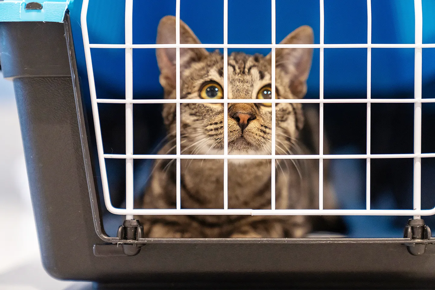 Labdarības fonds rosina aizliegt veselu dzīvnieku nonāvēšanu