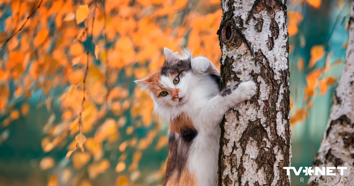 FOTO Sestdien sākas astronomiskais rudens