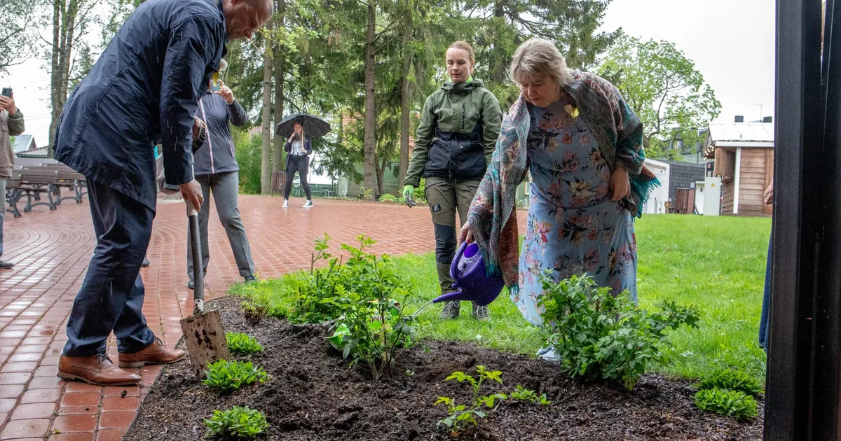 VIDEO Koidula muuseumi aeda istutati eriline lill, mida mujalt ei leia