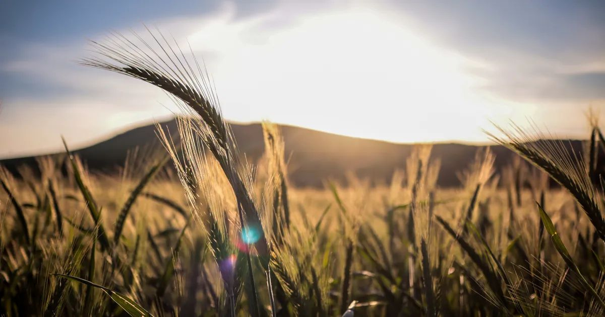 Uuring: maakera soojenemine toob kaasa toiduhinna tõusu