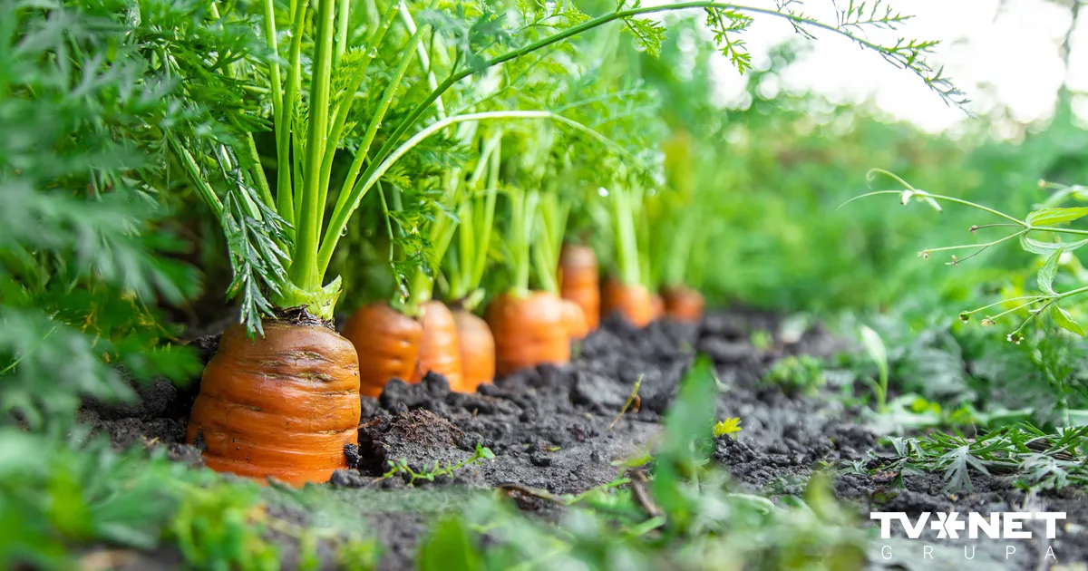 TESTS Vai zini, kā izskatās dārza labumi, vēl esot vagā?