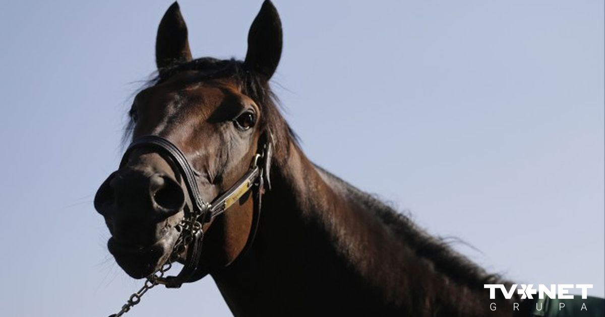 Zirgi Rīgas svētkos