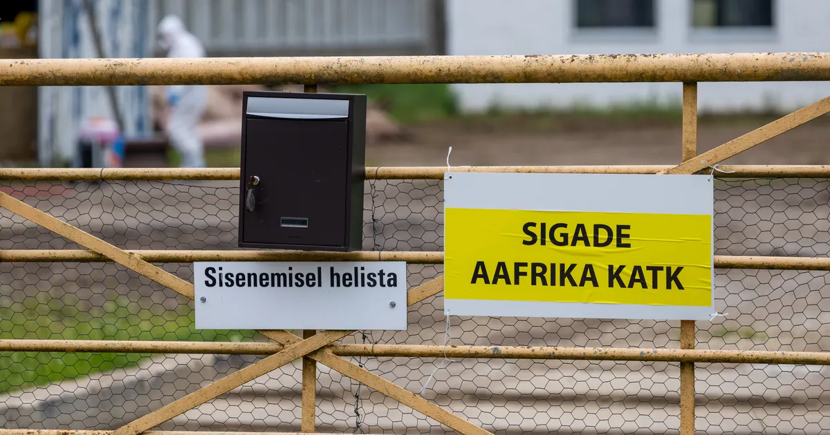 Jõgevamaal tuvastati sigade Aafrika katk ligi 650 seaga farmis