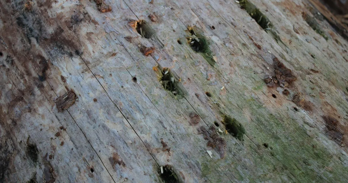 GALERII Kuuse-kooreürask tegi hävitustööd Tapa linna külje all