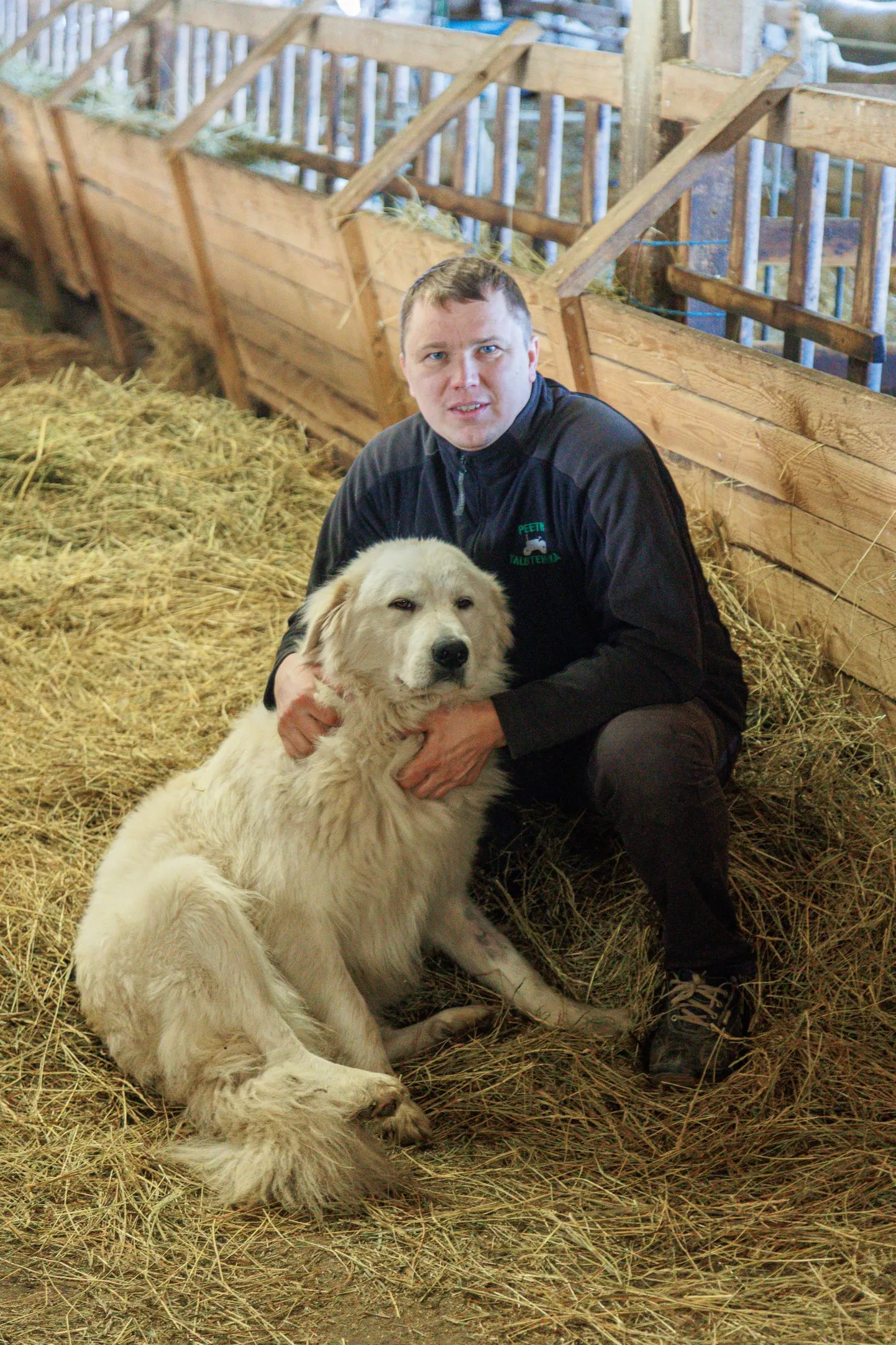 Hundid panevad talunikke mõtlema lambapidamise lõpetamisele