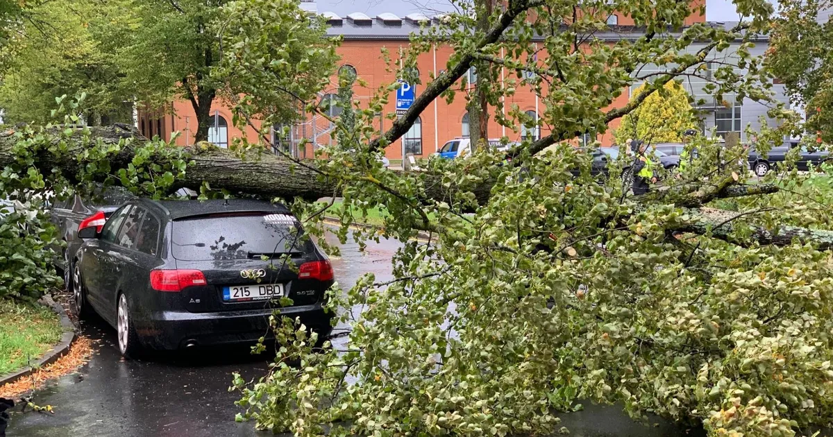 Tänavale kukkunud puu mõlkis auto