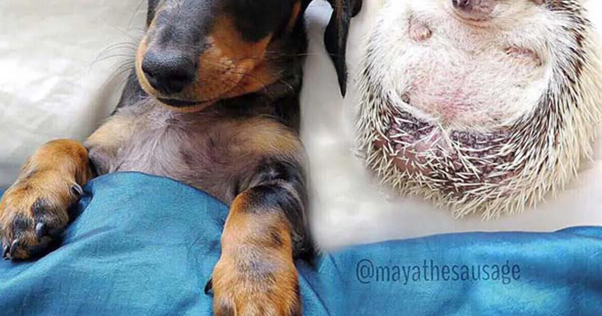 Armsad pildid: siil ja taks on maailma parimad sõbrad