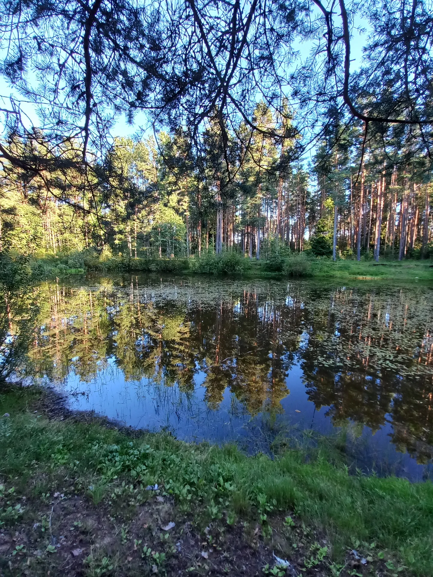 Oru tiik tehakse juulis korda