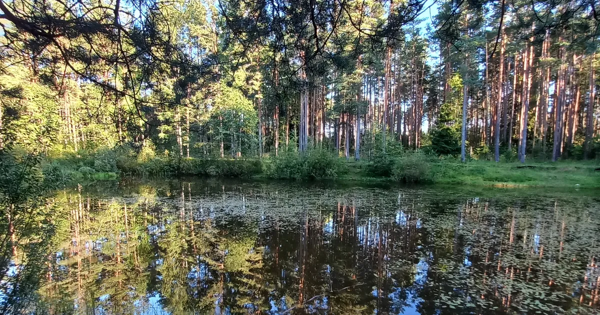 Oru tiik tehakse juulis korda