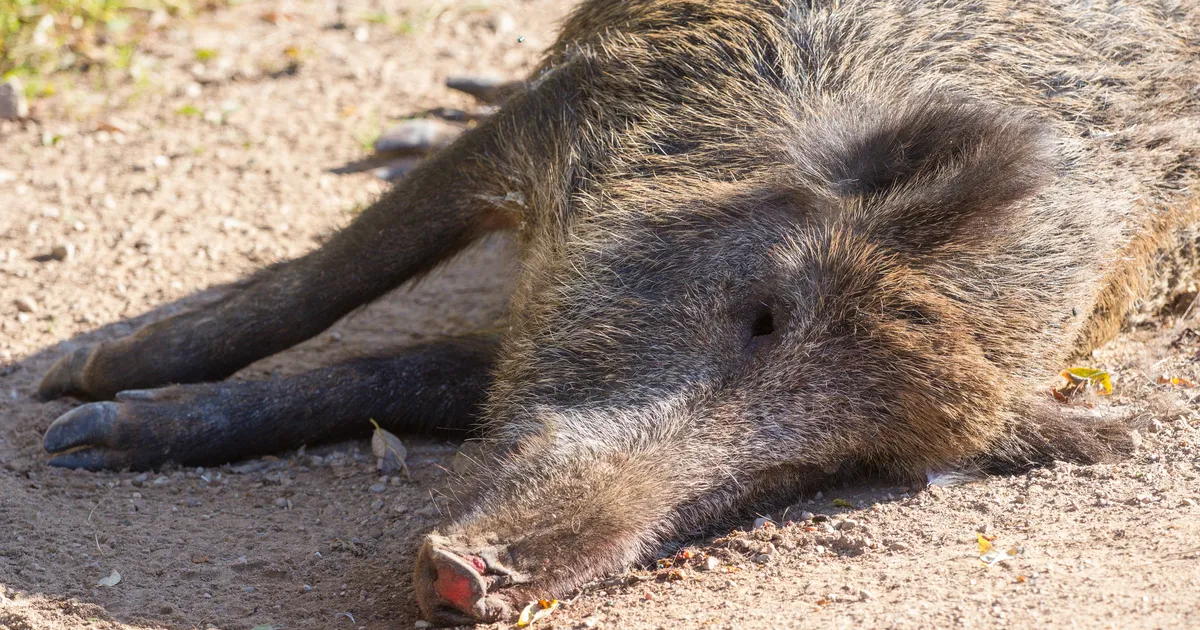 Põlvamaal tuvastati sigade Aafrika katk