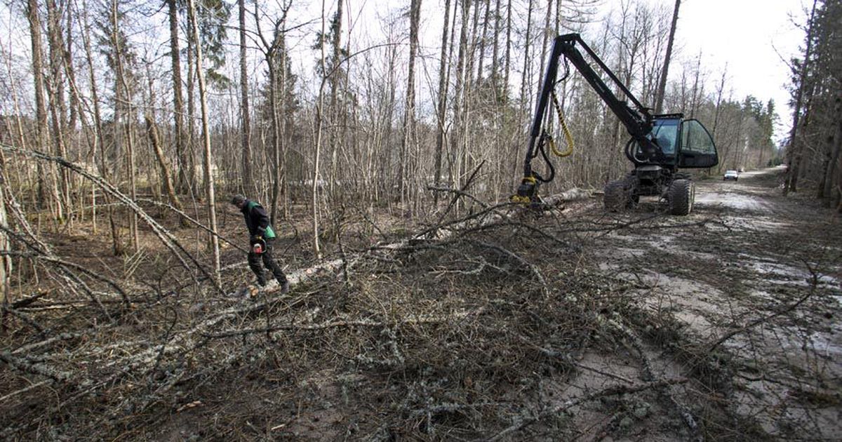 Tee-ehitus algas puude mahavõtmisega