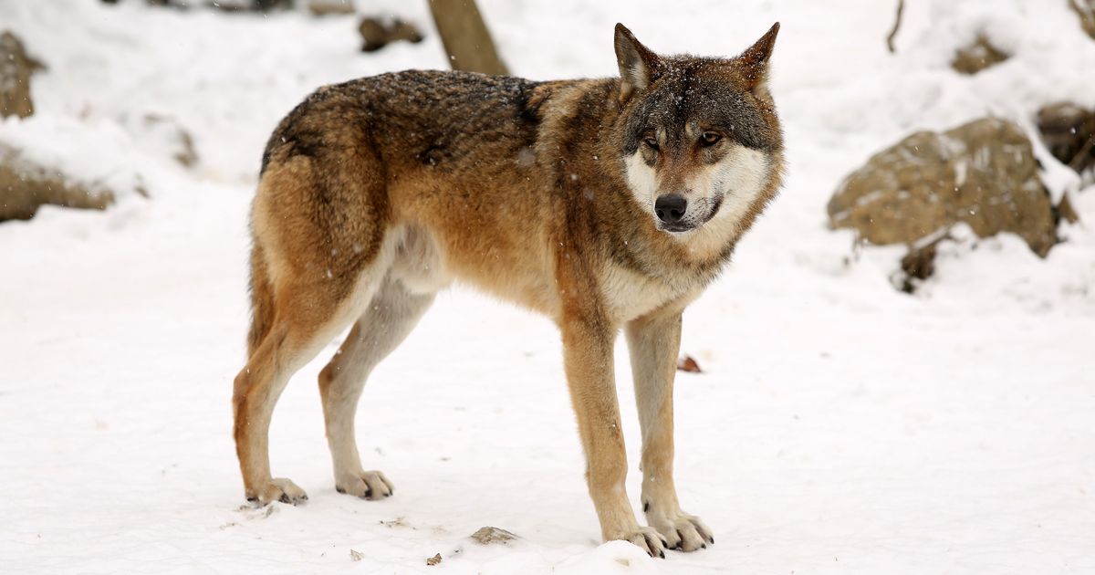 Jahimees murtud koerast: see oli hundi käekiri