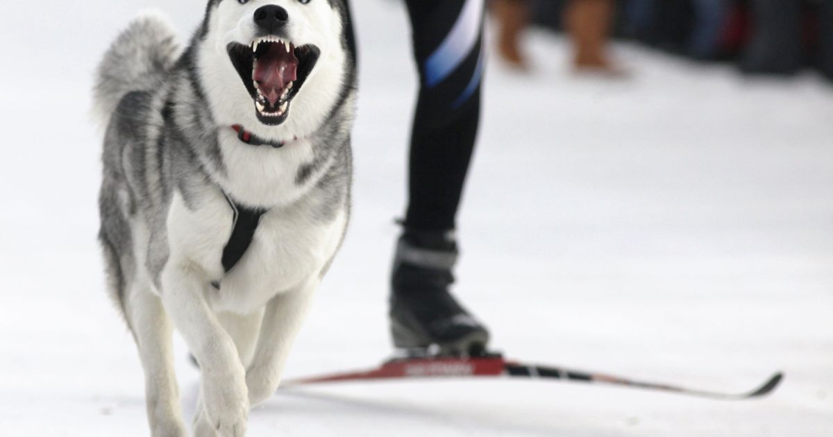 Pildid: need on kõige aktiivsemad koeratõud