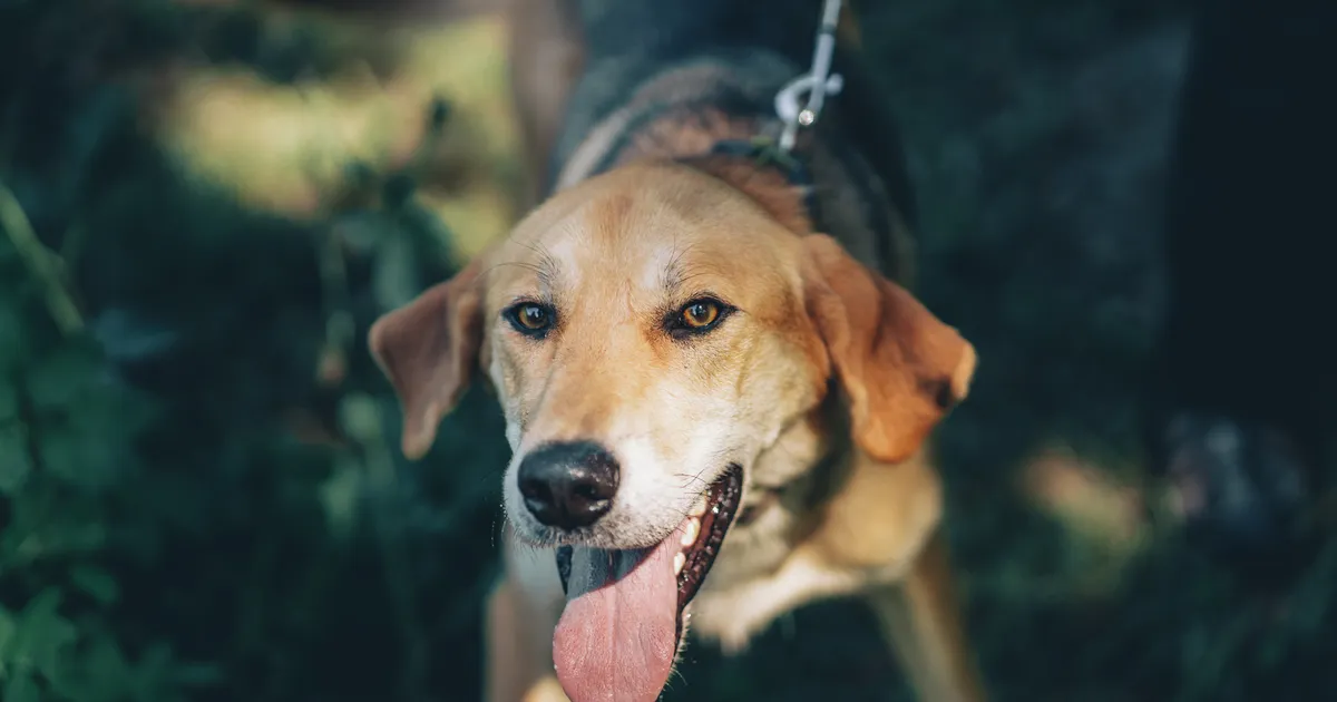 Valga varjupaiga koer paistab silma erilise oskusega: meenutab pigem ...