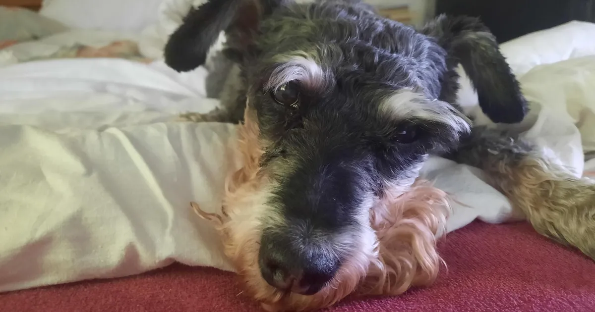 Priit Pullerits: südamega loomaarstid kinkisid Candyle juurde ...