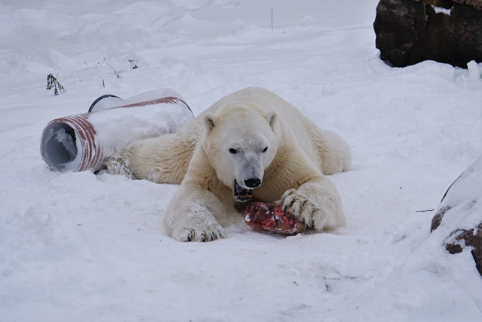 Tallinna loomaaed ja Polaarklubi kutsuvad jääkarupäevale