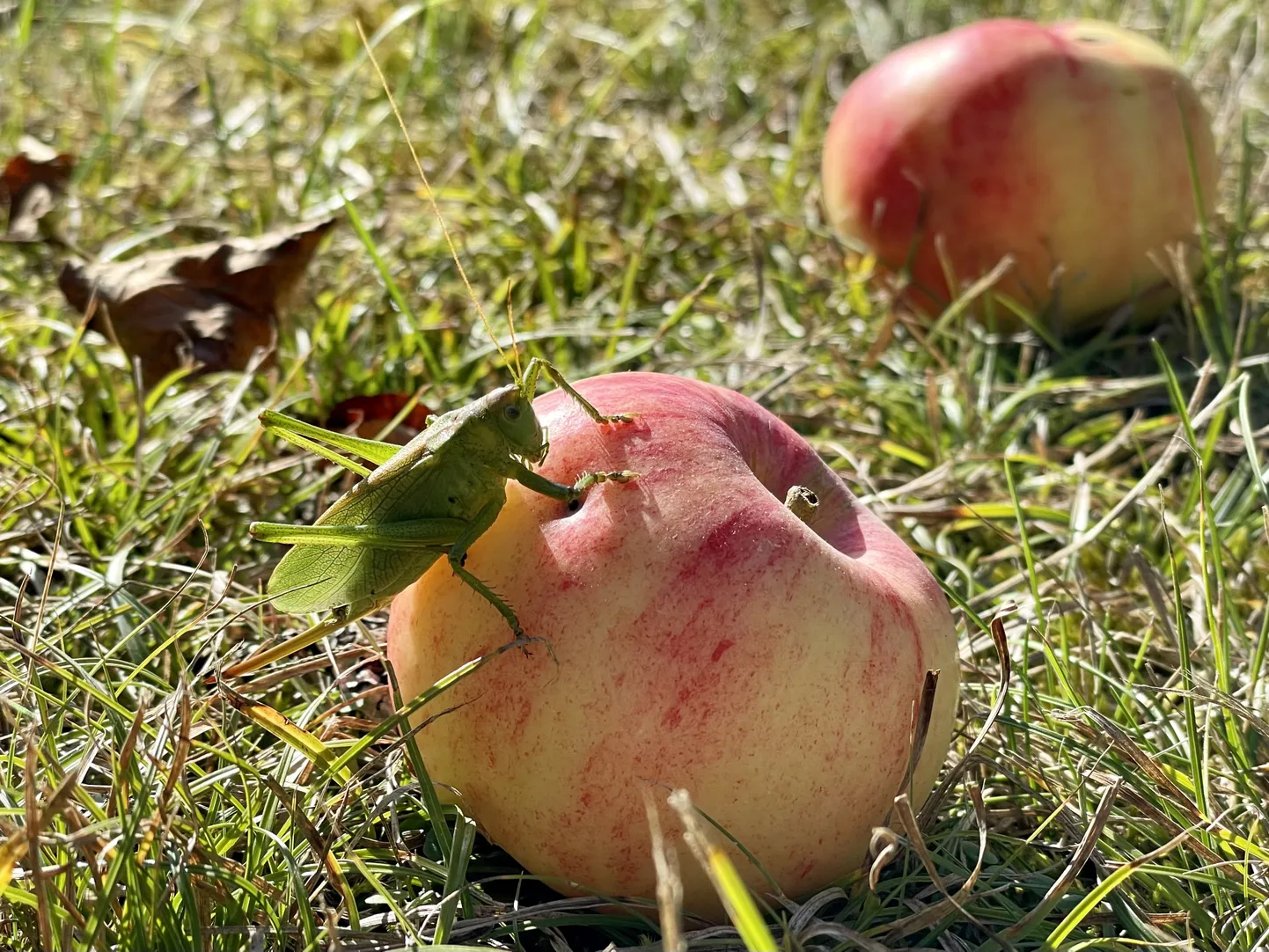 PÄEVAPILT Õunakorjaja