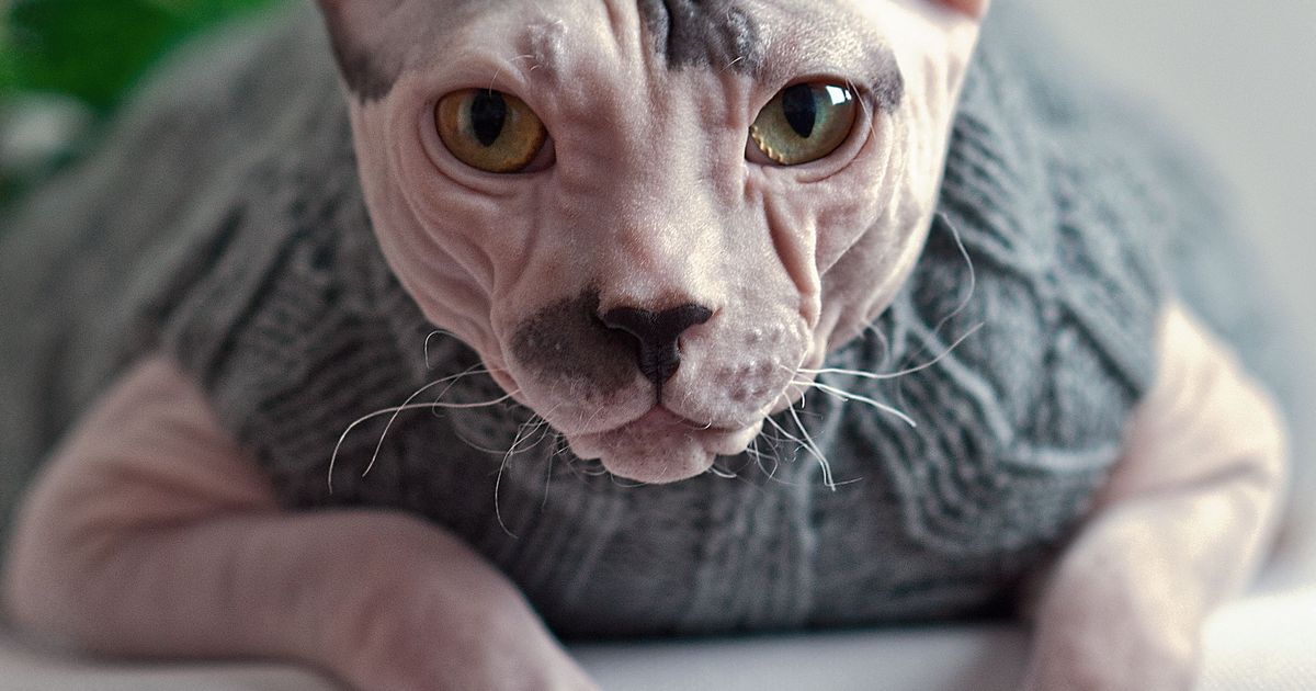 Hitler-kassi pildi postitanud Austria kodanik pisteti vangi - Maailm ...