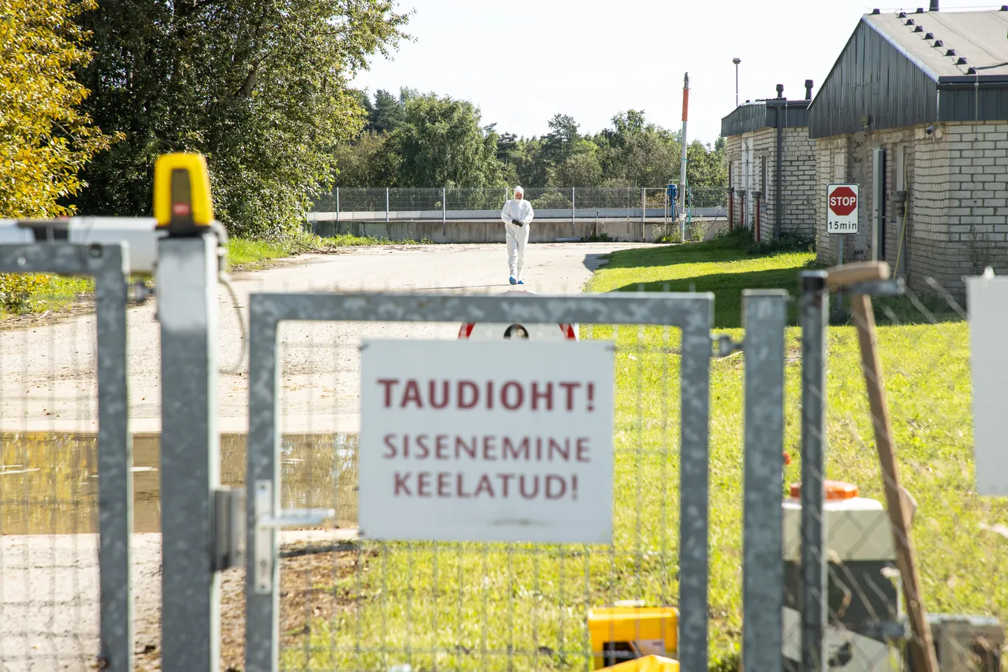 Viljandimaal tuvastati sigade Aafrika katk ligi 250 seaga farmis