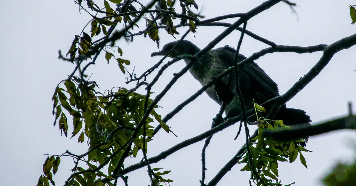 Üllar Meriste: Hunt ja põder – maailma kõige väärtuslikumad loomad