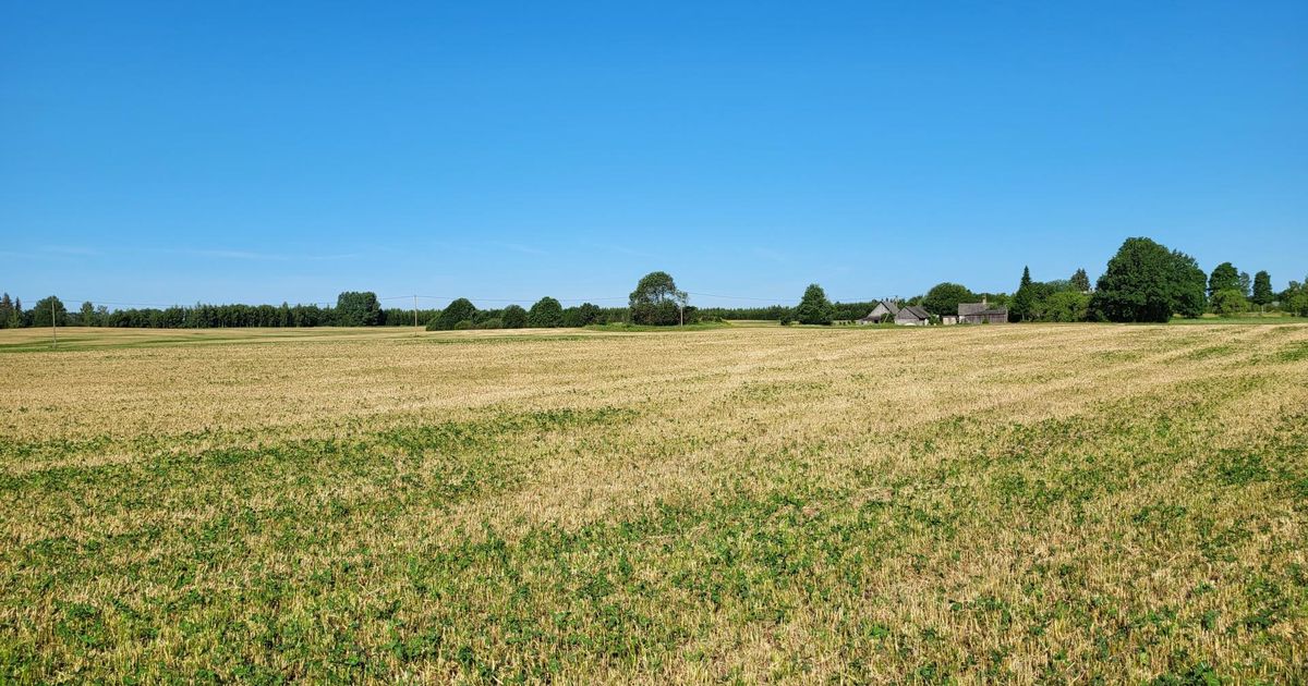 Põllumees: vihma on vaja, kuid õiges koguses