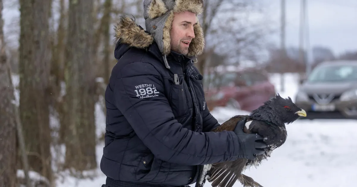 GALERII JA VIDEO Roelasse inimeste keskele kolinud metsis püüti kinni ...