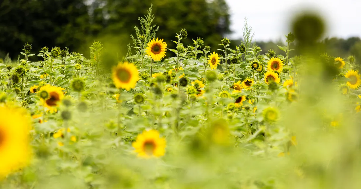 PILDID Päevalillepõld pakub möödujatele silmailu ja lindudele ninaesist