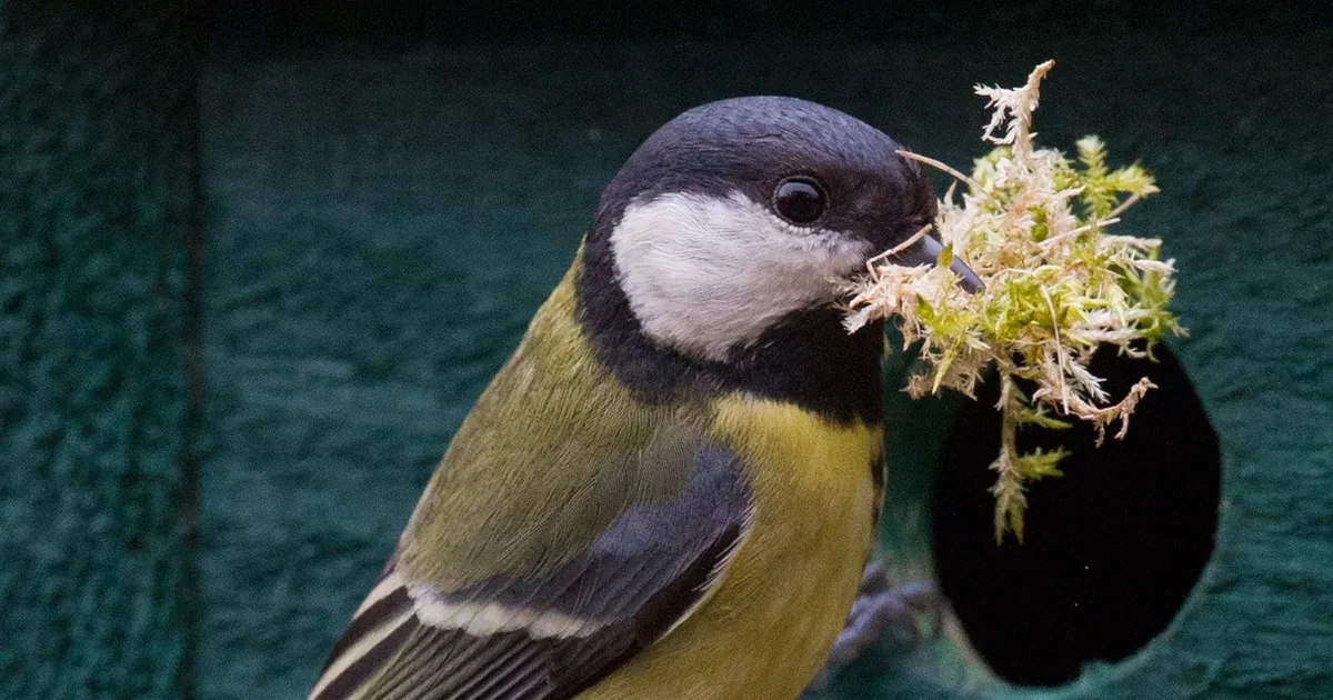 Kavalad tihased ehitavad erilised pesad sammaldest