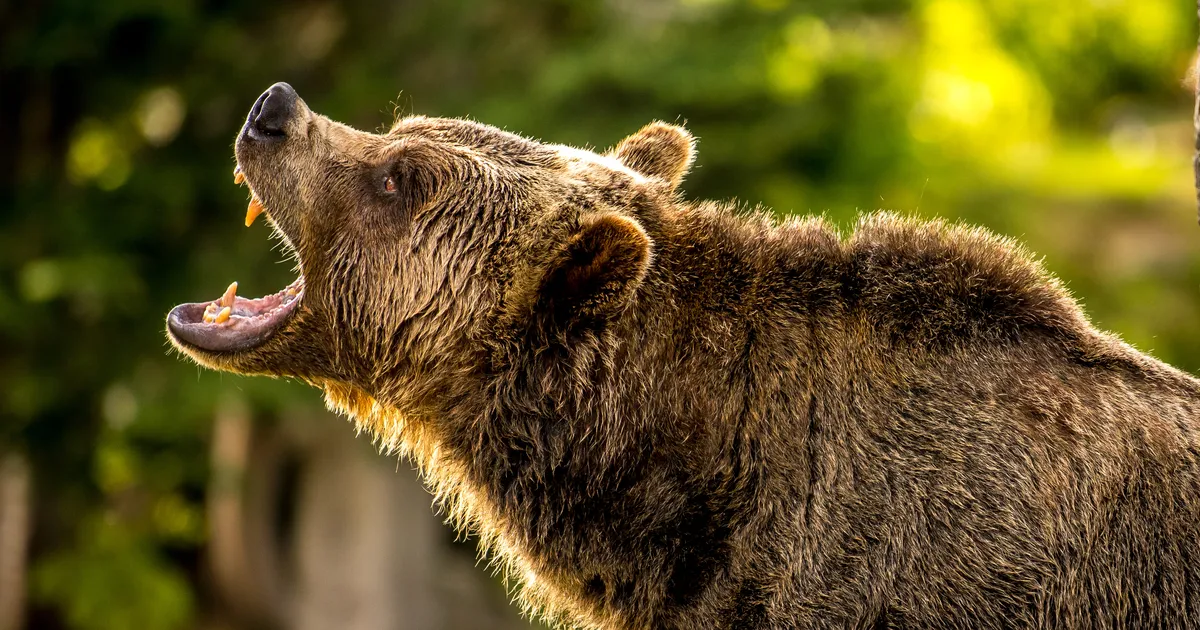 VIDEO 72-aastane marju korjanud mees sai jagu agressiivsest karust