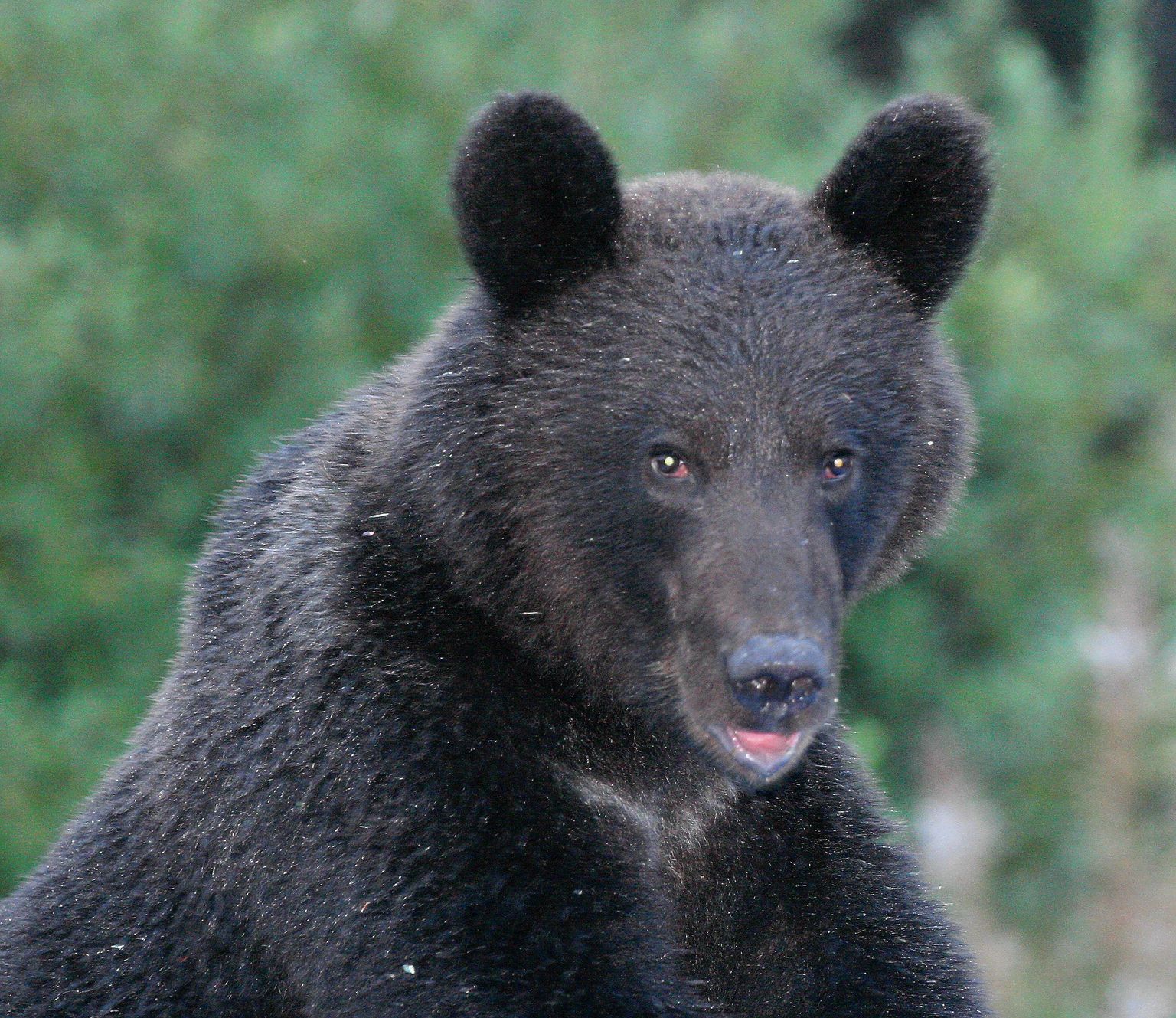 Karu ründas ajujahil olnud jahimeest