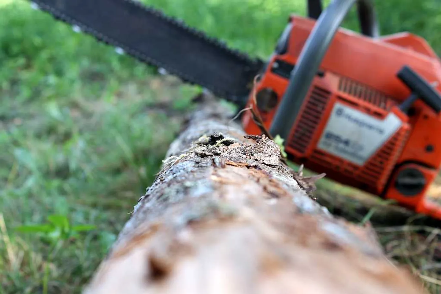 Päästjad vabastasid auto puu alt