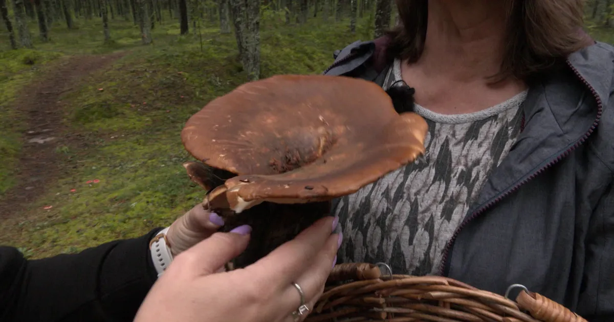 Minge metsa! Seened ootavad korjamist