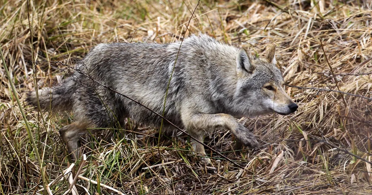 KISKJA KESET LINNA Tallinnas Haaberstis jäi auto alla hunt
