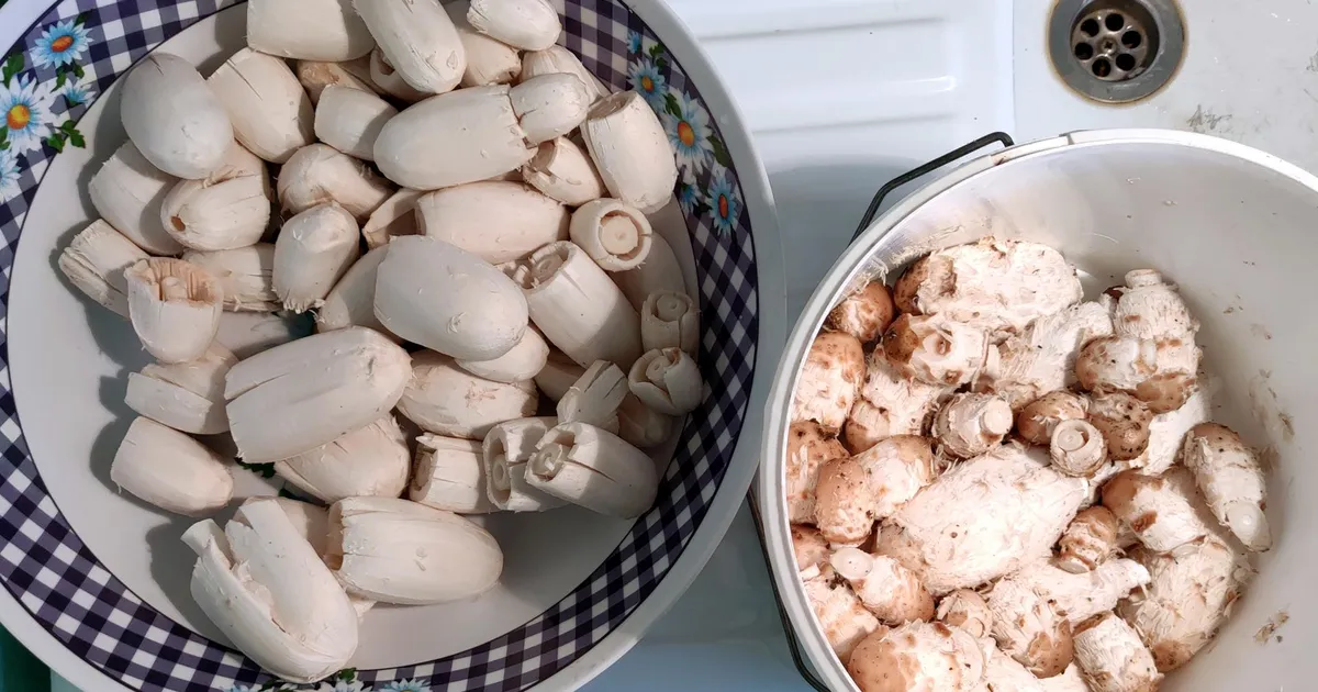 2019. aasta seen rõõmustas korilasi