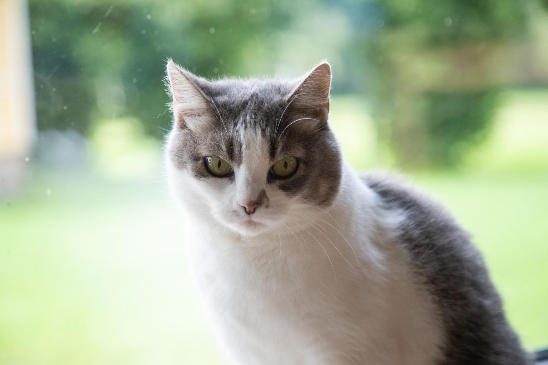 ELS ootab loomasõbra ja -vaenlase kandidaate