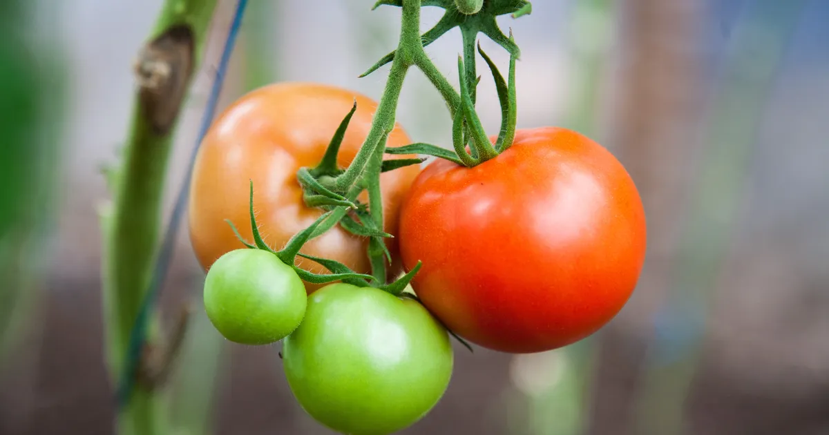 Tomatit saab kasvuhoones kasvatada ka ilma taimi kastmata