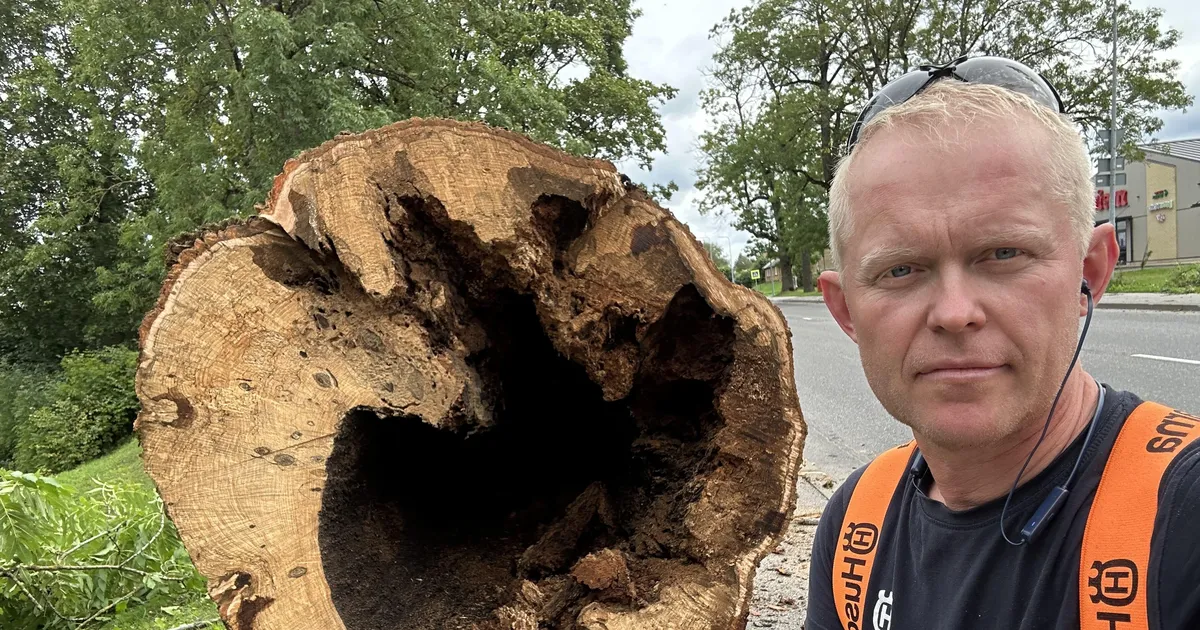 ARBORIST SELGITAB Kuidas tuvastada ohtlikke puid ja mida nendega teha