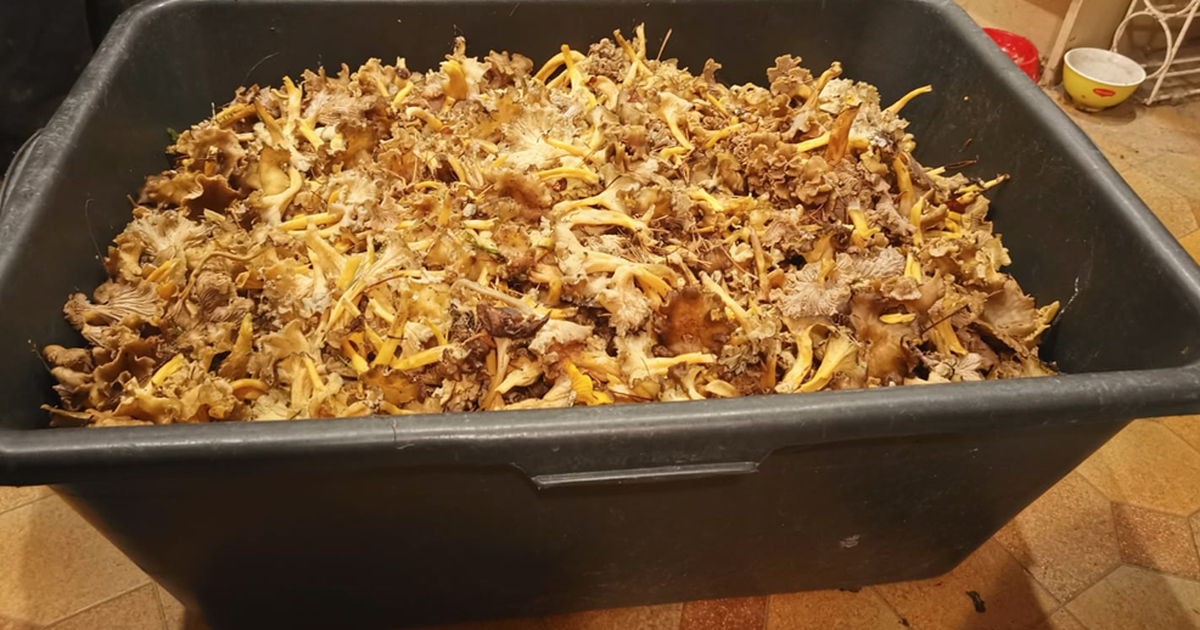 PILDID Tere talv: rahvas tuleb metsast, korvid seeni täis!