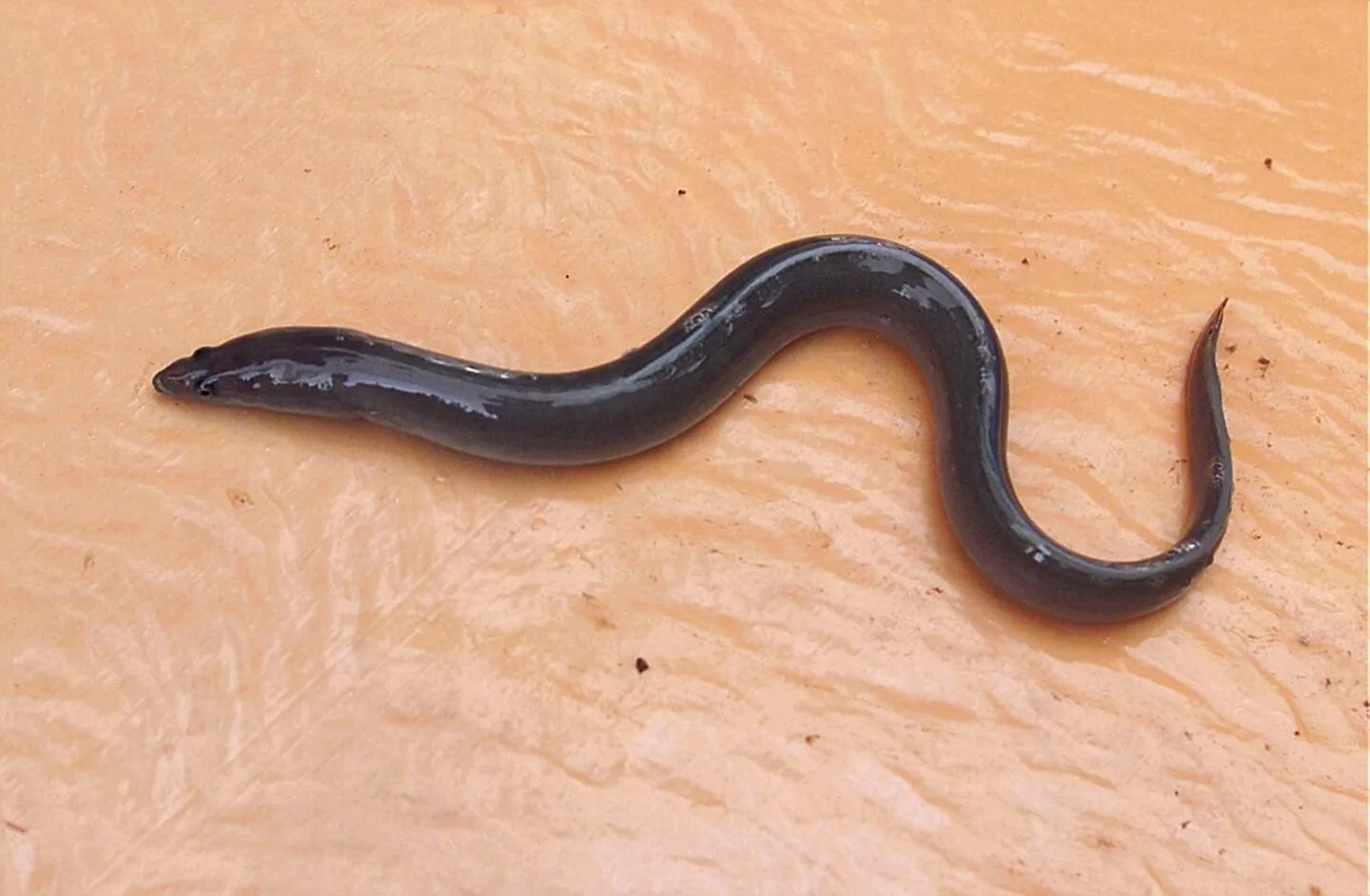 Selle aasta kala on angerjas