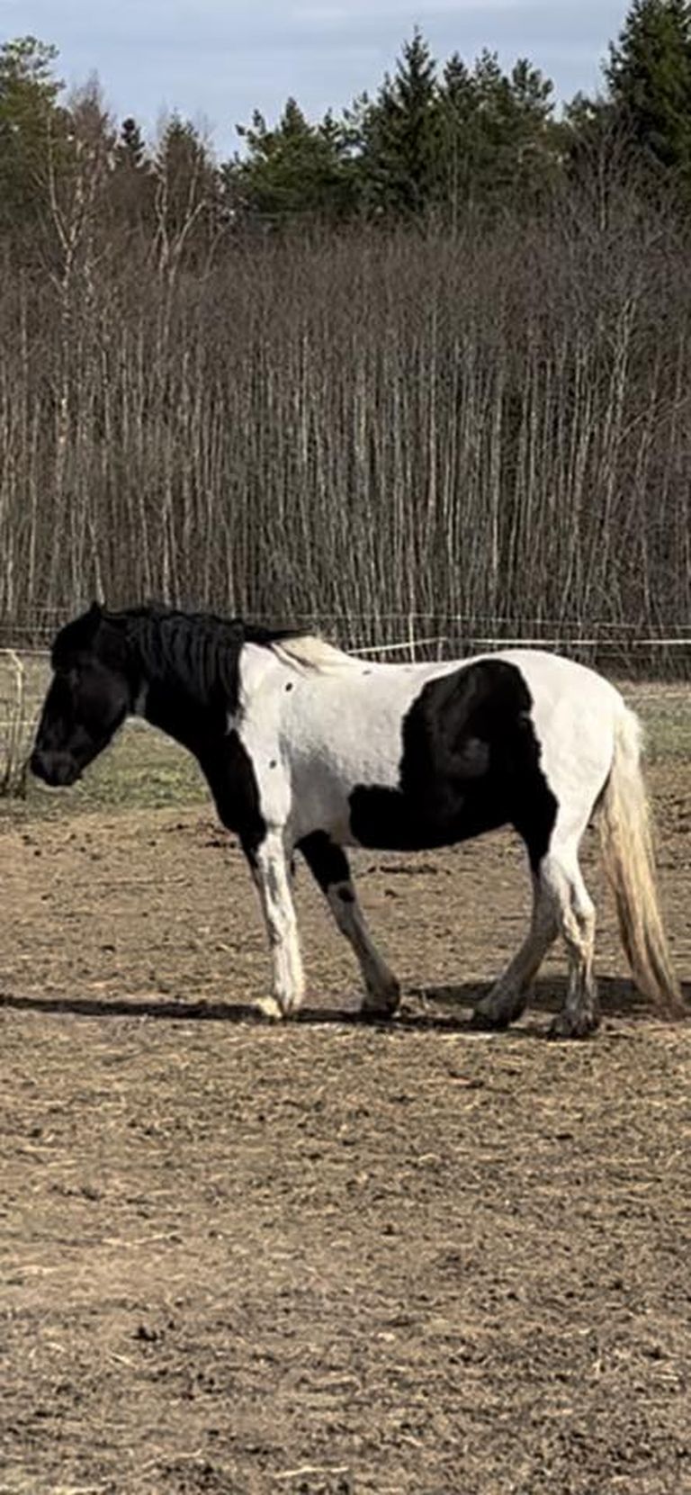AITAME LEIDA! Märjamaal varastati koplist hobune