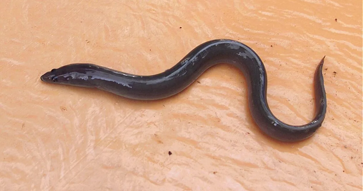 Selle aasta kala on angerjas