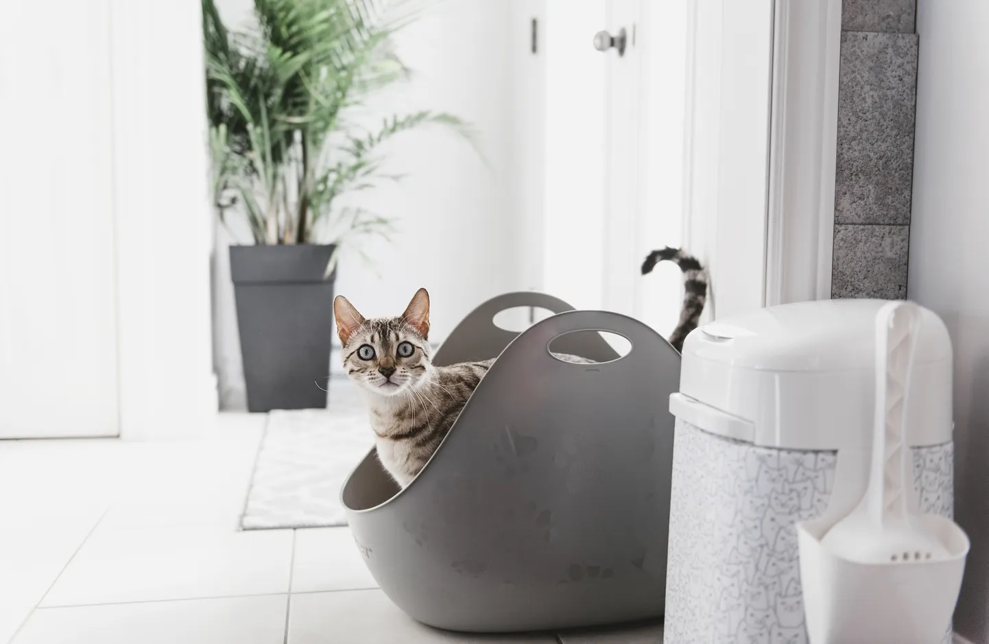 Mida teha, kui kassi WC lõhn tapab ning külaliste ees on pidev häbi?