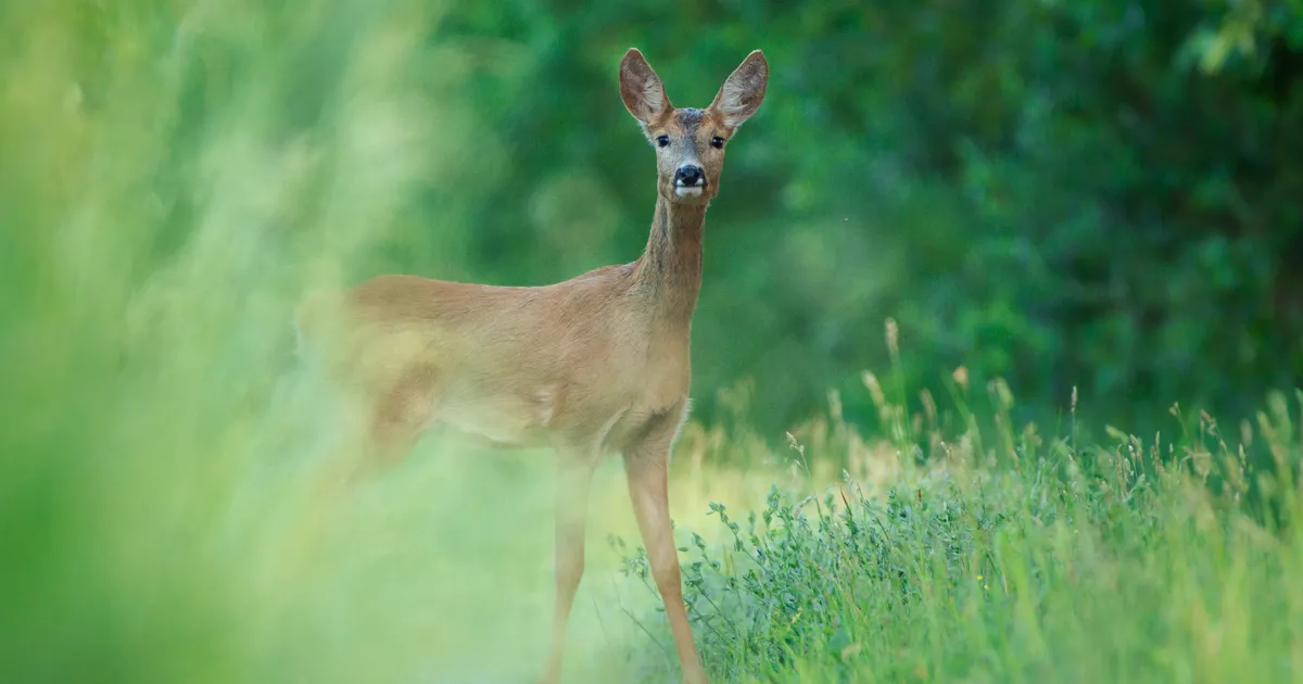 MARTIN VESBERG Metsloomal on alati peatee!